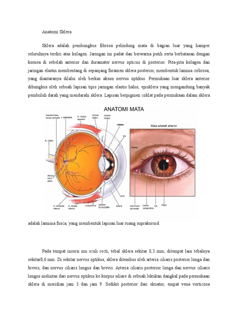 Anatomi Sklera Pdf