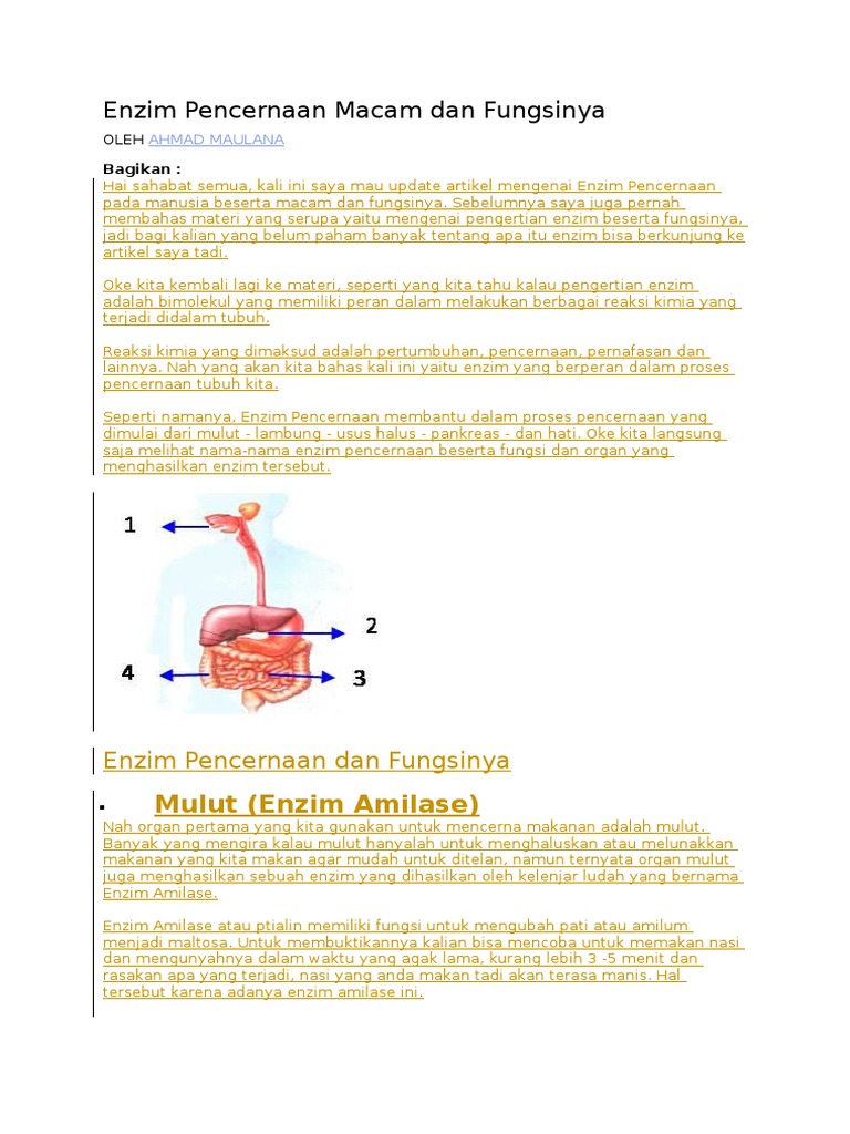 Kumpulan Materi Enzim Pencernaan Macam Dan Fungsinya | PDF