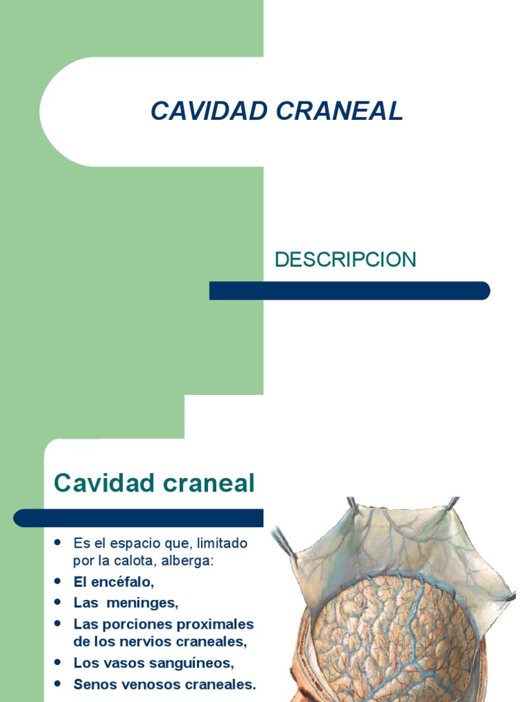 Cavidad Craneal