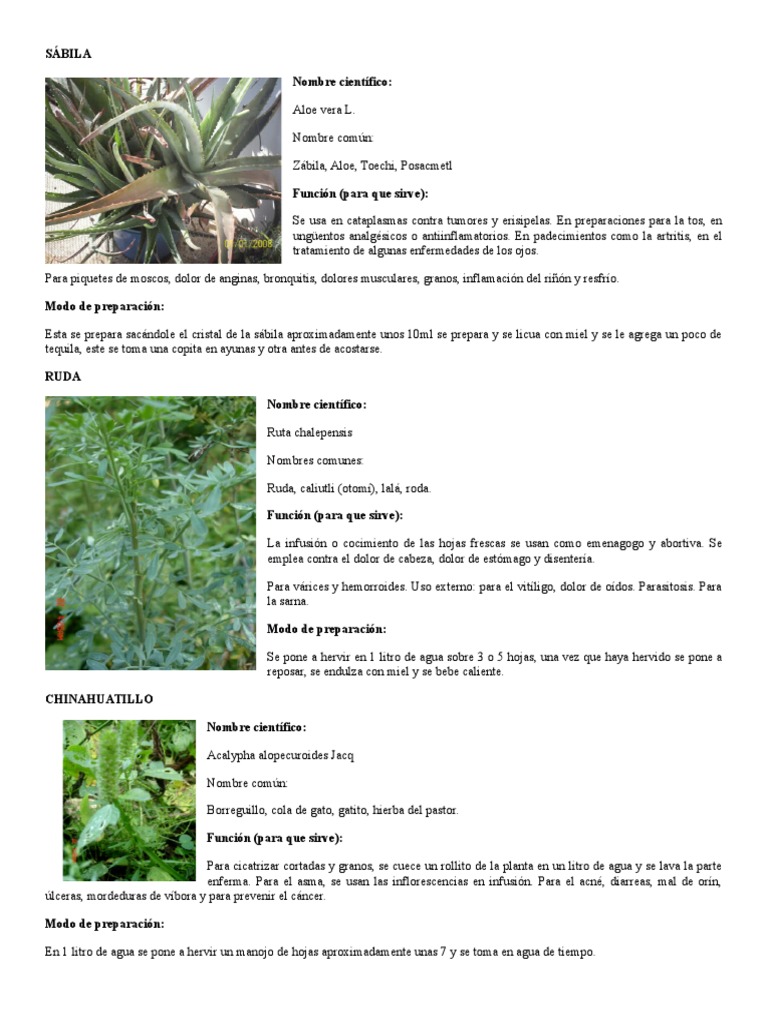 Plantas Medicinales | PDF | Plantas | Bienestar