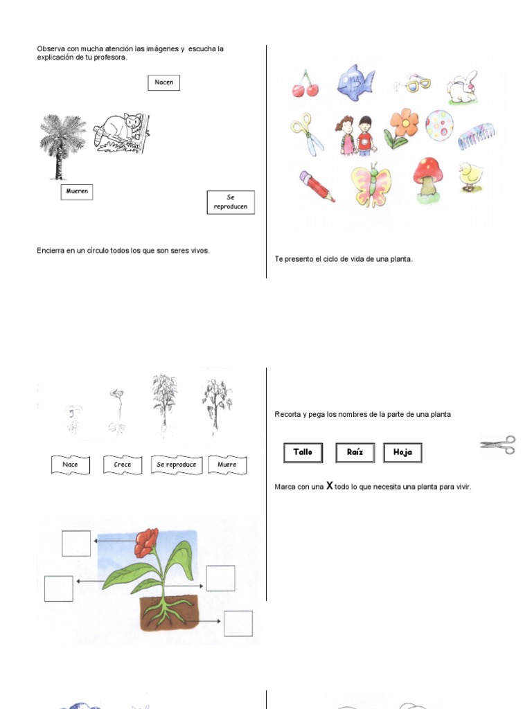 Material de Plantas y Animales | PDF | Plantas | Arboles