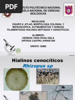 Colorantes Histológicos Más Comunes | PDF | Tinción | Biología Celular