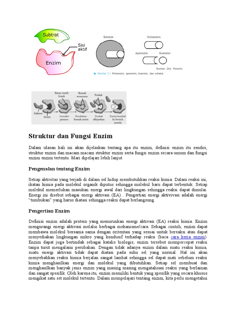 Struktur Dan Fungsi Enzim | PDF