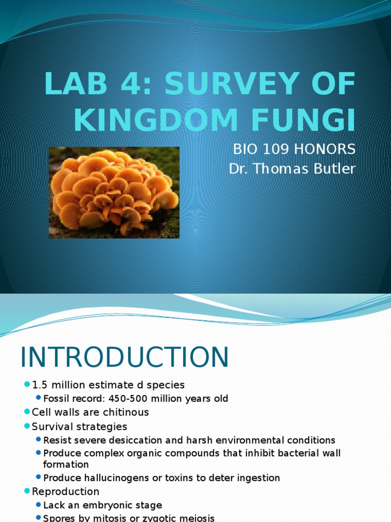 Lab 4 Kingdom Fungi | Download Free PDF | Fungus | Biology