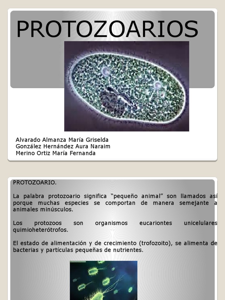 Protozoarios | Protozoos | Biología Celular)