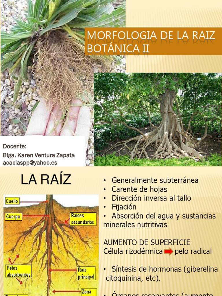 Sesion 1 Morfologia de La Raiz | Raíz | Plantas de jardín