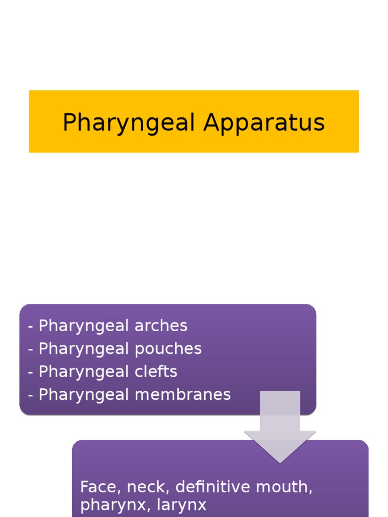 Pharyngeal Apparatus | PDF | Human Anatomy | Human Head And Neck
