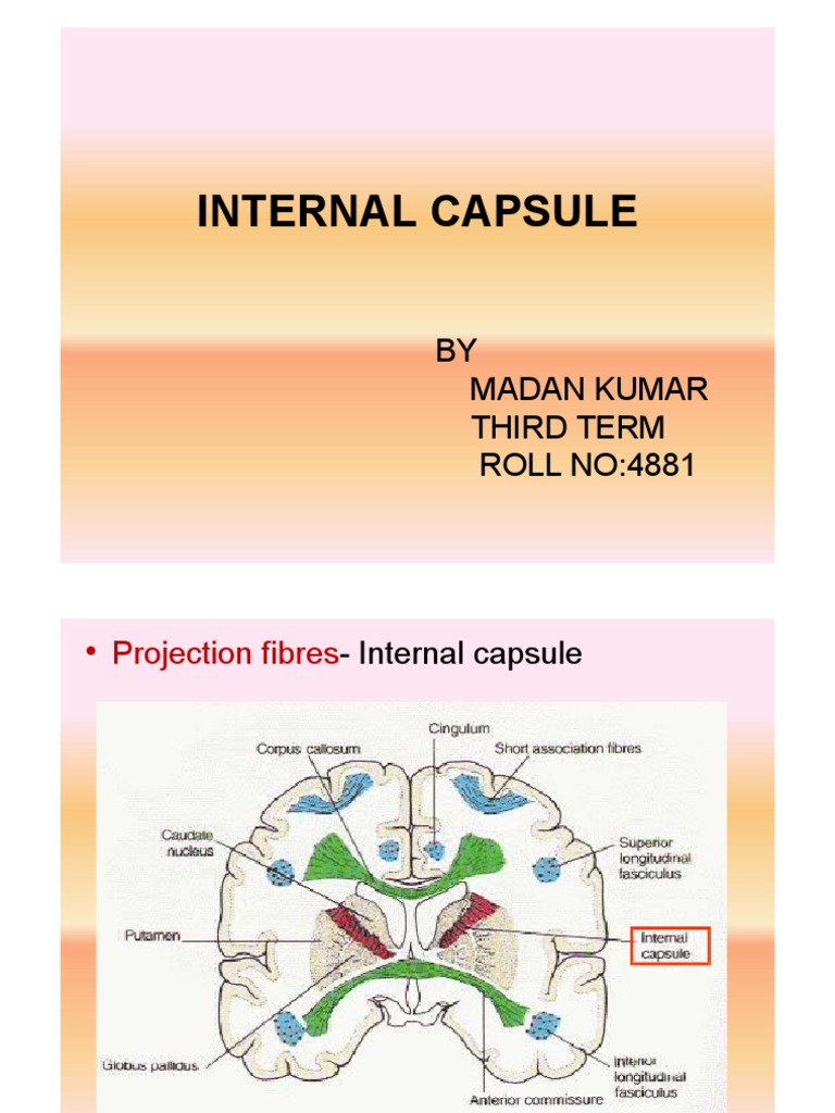 Internal Capsule | PDF | Thalamus | Anatomy