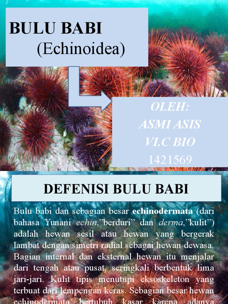 BULU BABI (Diadema Saxatile) | PDF