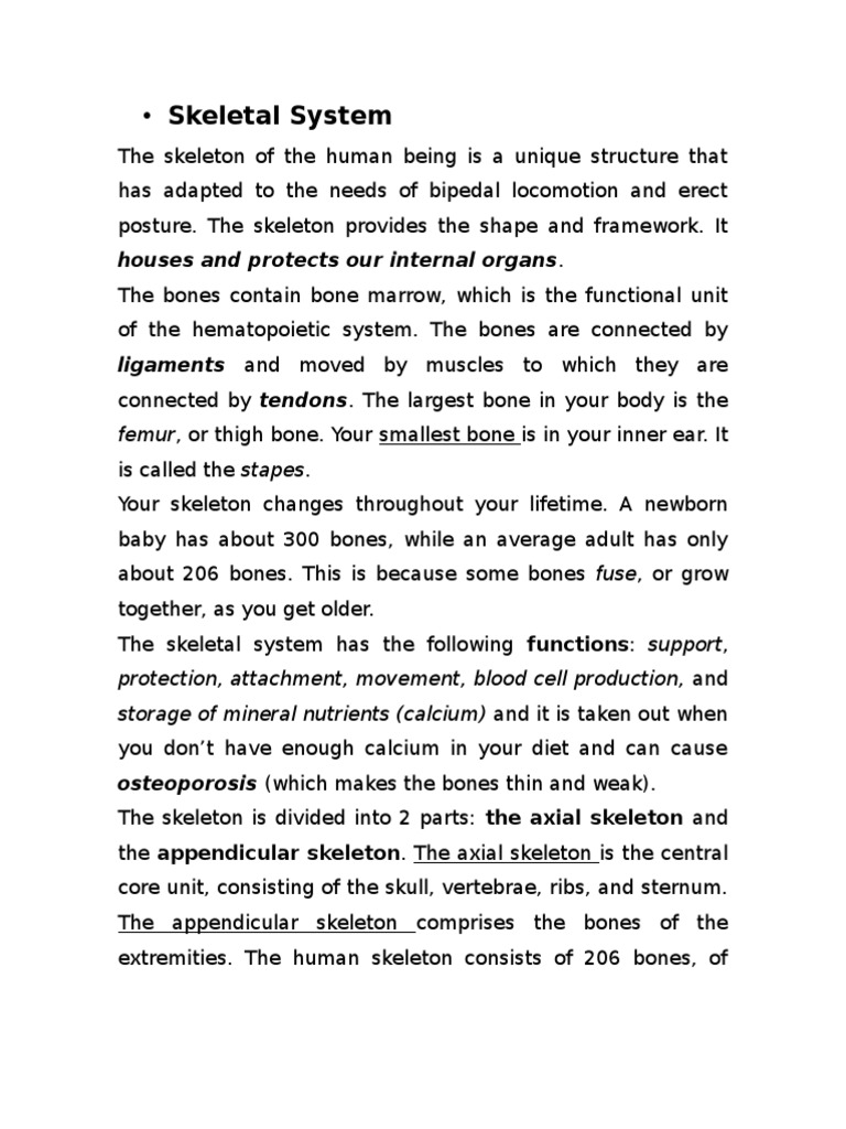 The Human Skeletal System: An Essential Framework for Movement ...