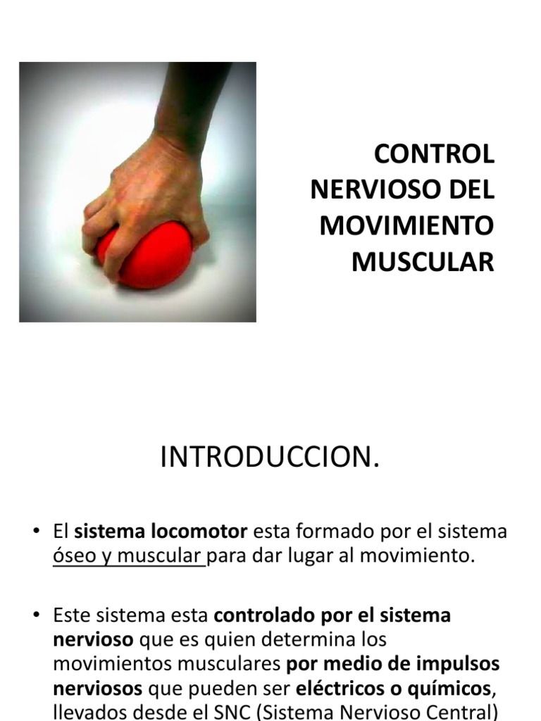 11 Control Nervioso Del Movimiento Muscular | PDF | Sinapsis | Neurona