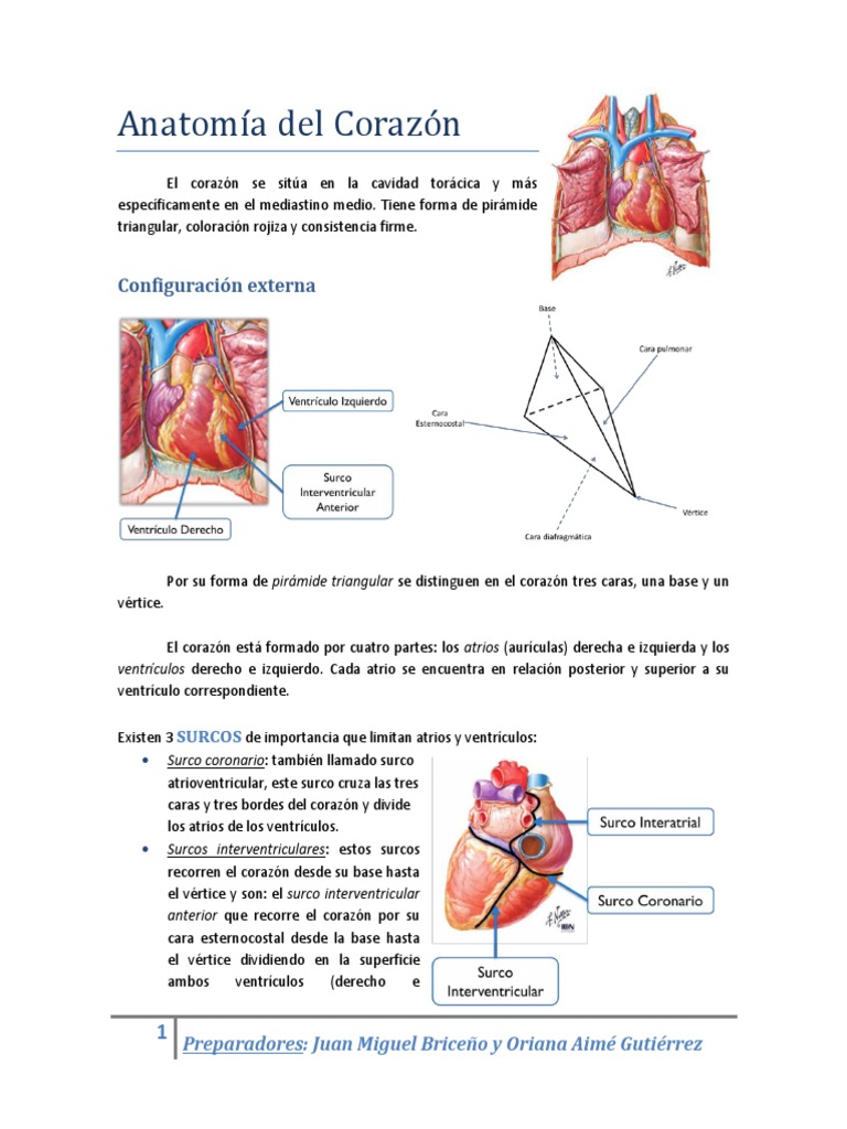 Anatomia Del Corazon | Circulación coronaria | Corazón
