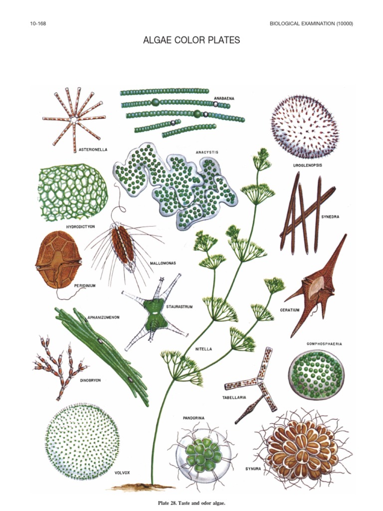 Visual Identification Guide to Common Algae Types Found in Aquatic ...