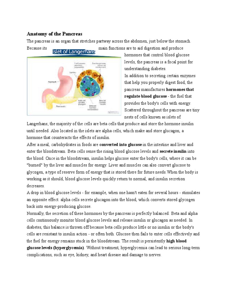 Anatomy of The Pancreas: Regulate Blood Glucose - The Fuel That | PDF ...