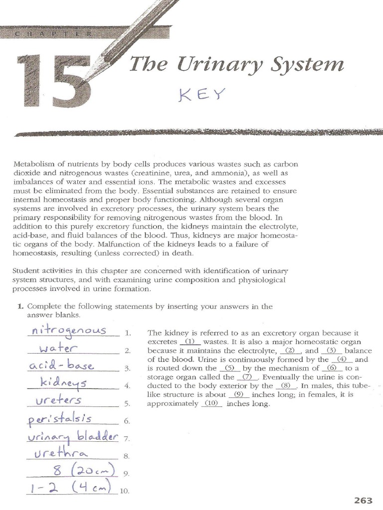 KEY - Urinary System Test Review - 2013 | PDF