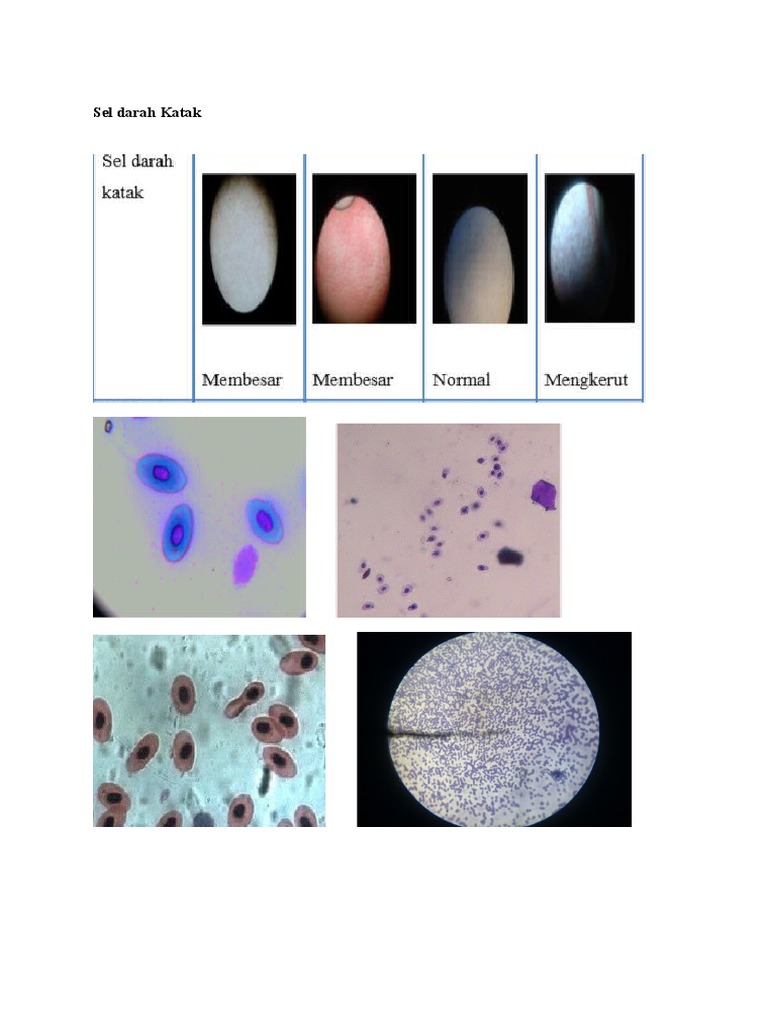Sel Darah Katak | PDF
