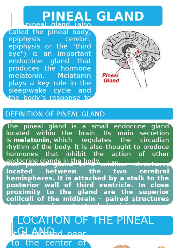 PINEAL GLAND.pptx | Zoology | Earth & Life Sciences
