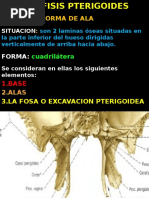 Región Geniana o Región de La Mejilla | PDF | Anatomía | Anatomía humana