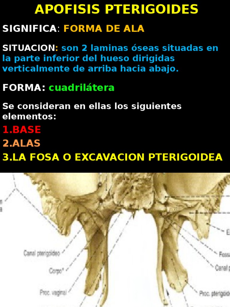 Apofisis Pterigoides | Sistema esquelético | Medicina