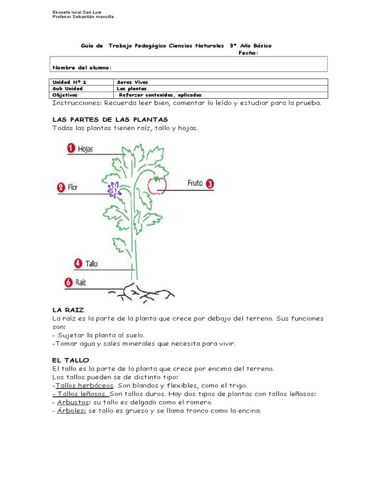 Guia Ciencias Las Plantas | PDF | Flores | Tallo de la planta