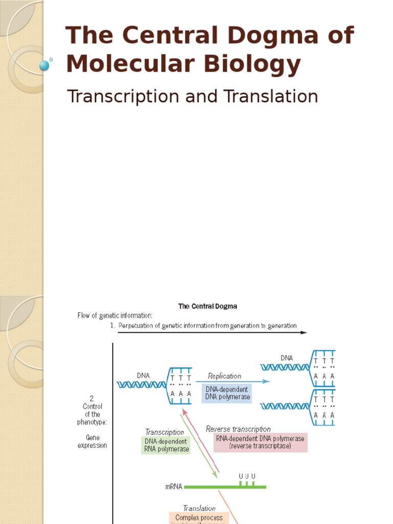 The Central Dogma of Molecular Biology: Transcription and Translation ...