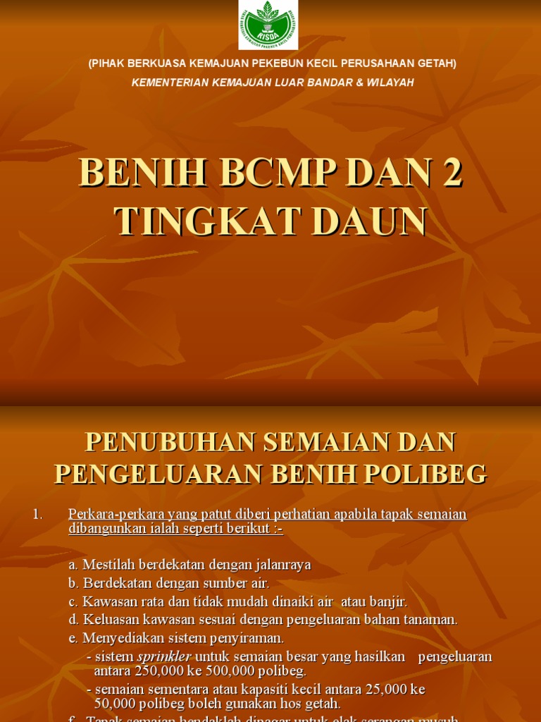 Benih BCMP Dan 2 Tingkat Daun | PDF