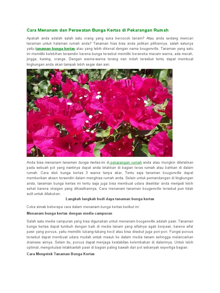 Cara Menanam Dan Perawatan Bunga Kertas Di Pekarangan Rumah | PDF