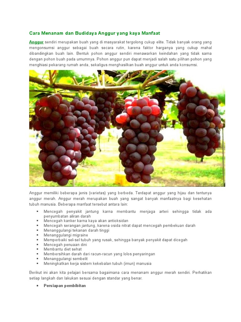 Cara Menanam Buah Anggur | PDF