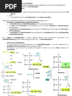 Biosíntesis de Fosfolípidos y Esfingolípidos | PDF | Biosíntesis | Lípido
