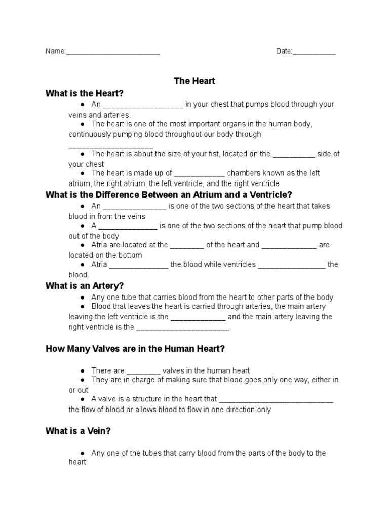 Understanding the Human Heart Basics | PDF