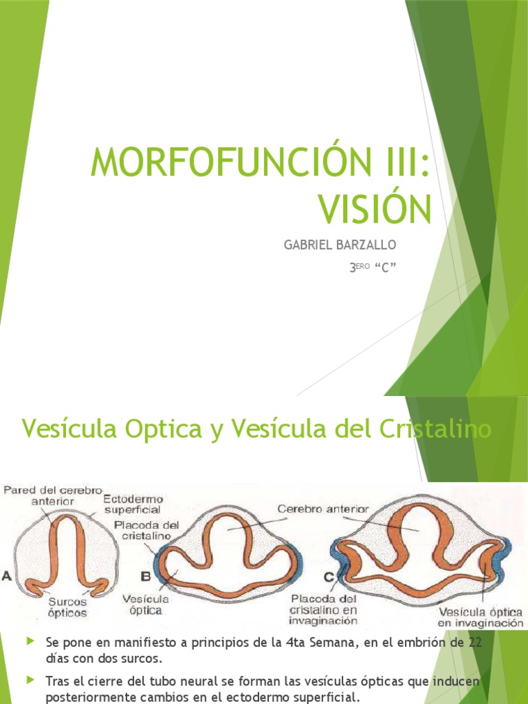 Embriologia de La Visión | PDF | Retina | Ojo humano