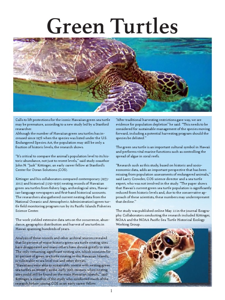 Turtlesfinal | PDF | Sea Turtle | Endangered Species