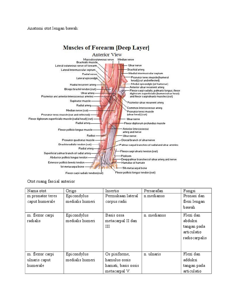 Anatomi Lengan Bawah | PDF
