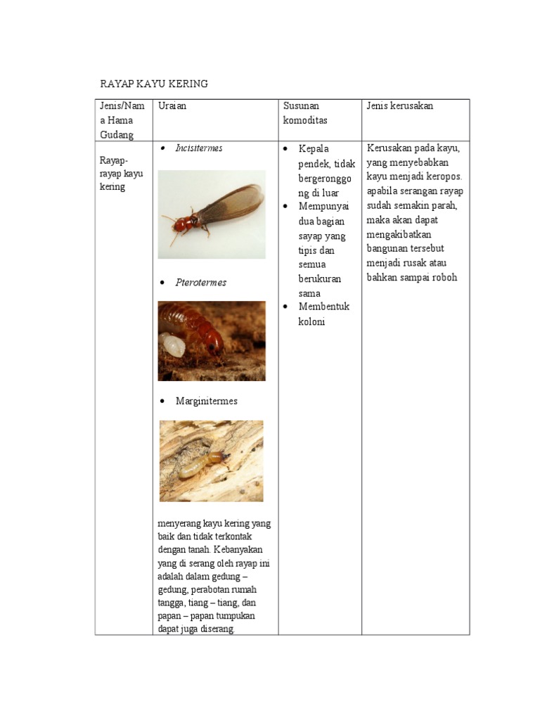 Rayap Kayu Kering | PDF