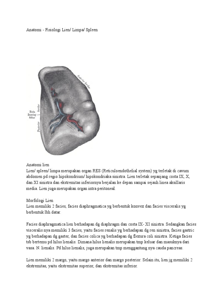 ANATOMY AND PHYSIOLOGY OF THE SPLEEN | PDF