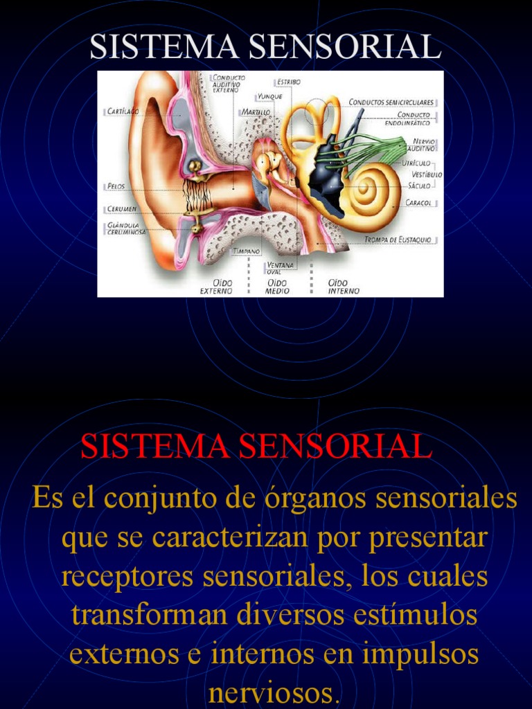 Sistemas Sensorial | PDF | Percepción visual | Gusto