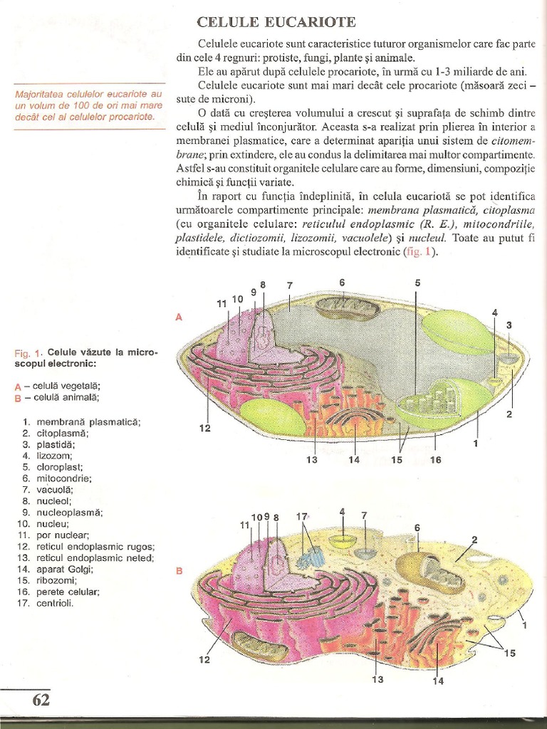 Tipuri de Celule PDF | PDF