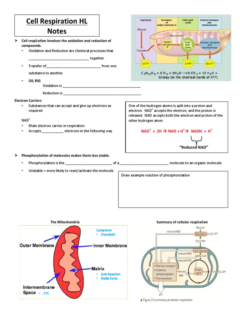 8.2 Cell Respiration Notes | Cellular Respiration | Electron Transport ...