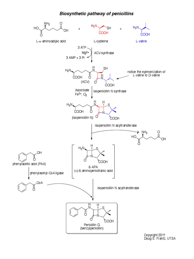 Biosynthetic pathway of penicillins: N Cooh