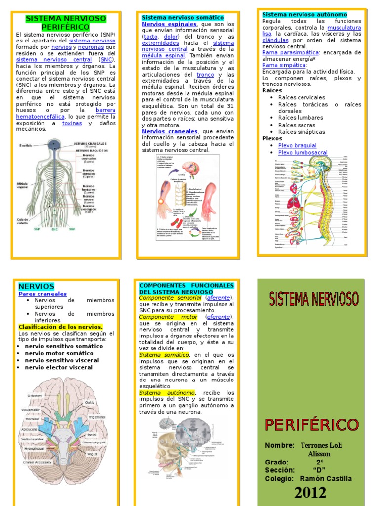 Triptico Sistema Nervioso | Sistema nervioso | Anatomía humana