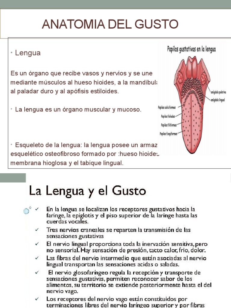 Anatomia Del Gusto | PDF