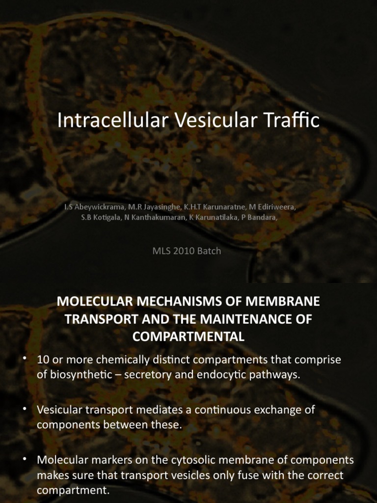 Intra Cellular Vesicular Traffic | PDF | Endoplasmic Reticulum ...