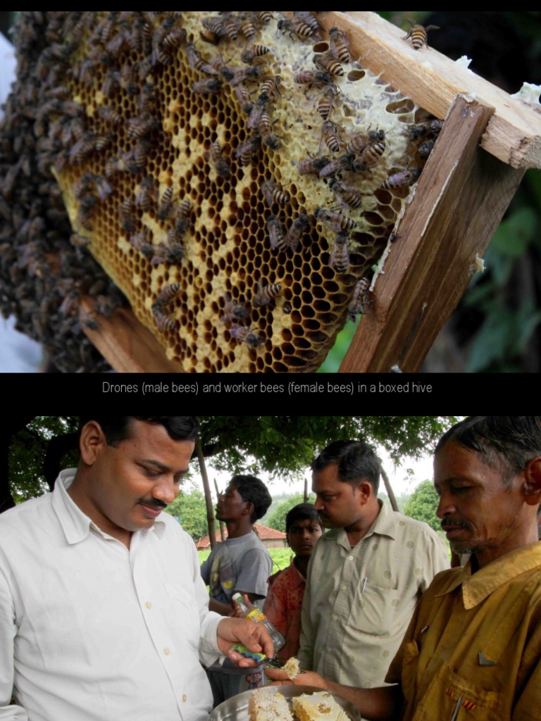 Understanding Worker Bees' Roles | PDF | Science & Mathematics ...