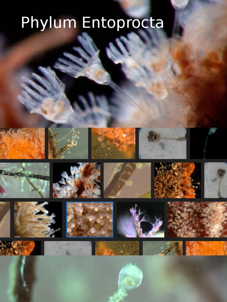 Overview of Phylum Entoprocta | PDF