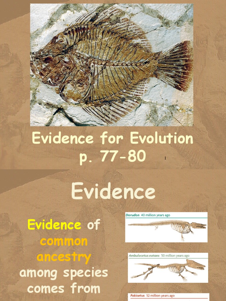 Evidence of Evolution | PDF | Fossil | Homology (Biology)