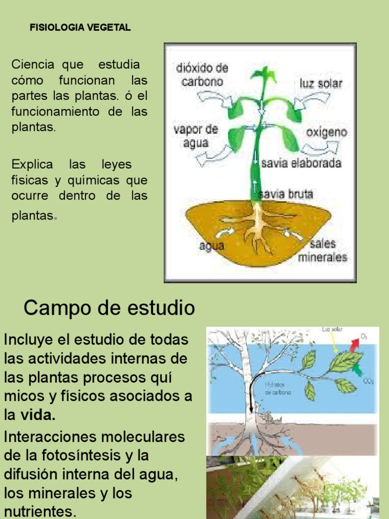 1ra Clase FISIOLOGIA VEGETAL Diapositivas | PDF | Fisiología de las ...