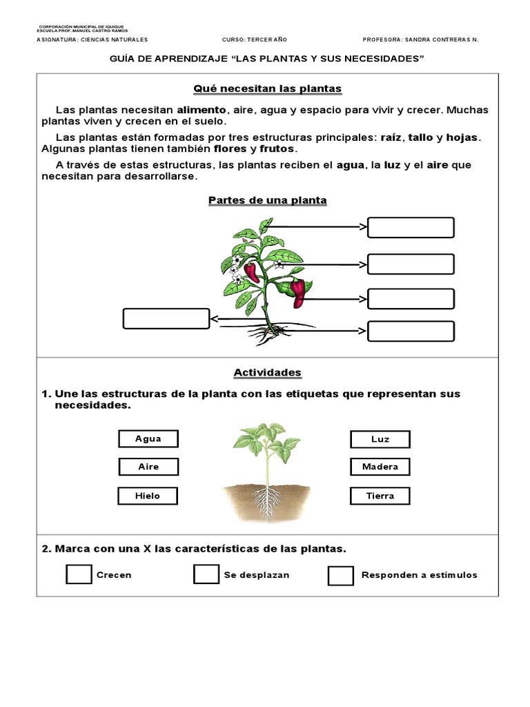Necesidades de las Plantas para Niños | PDF