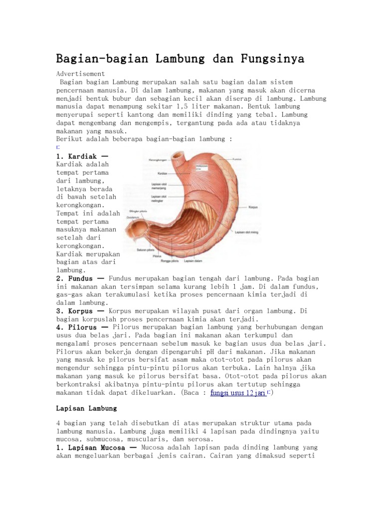Bagian-Bagian Lambung | PDF