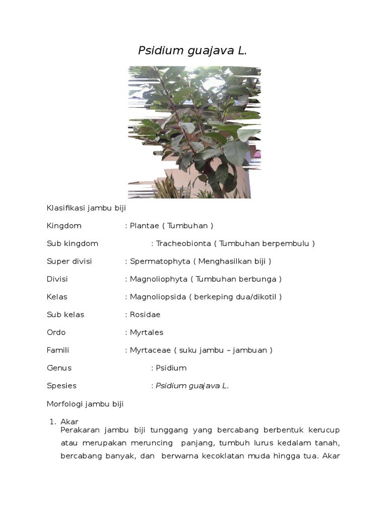 Klasifikasi Jambu Biji | PDF