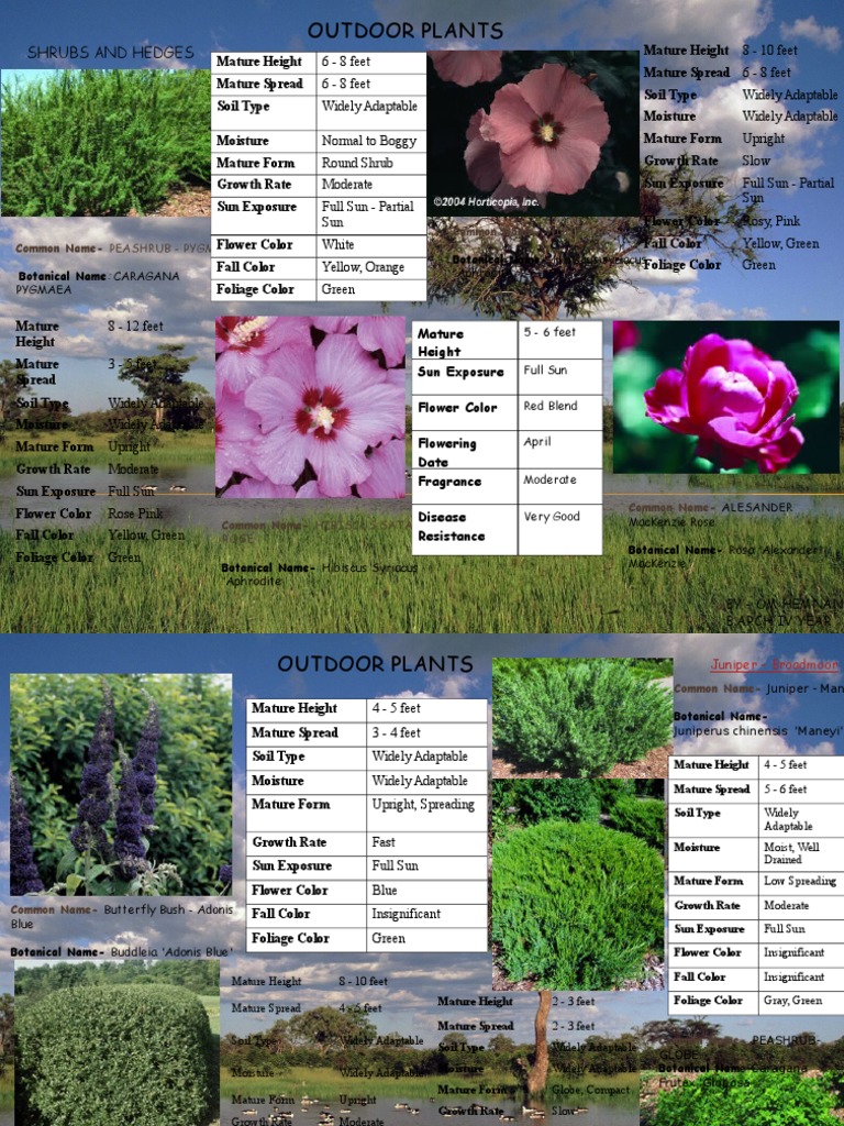 Outdoor Plants: Shrubs and Hedges | PDF | Rose | Botany
